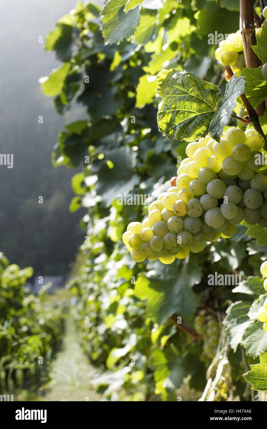 Heritage grapes hi-res stock photography and images - Alamy
