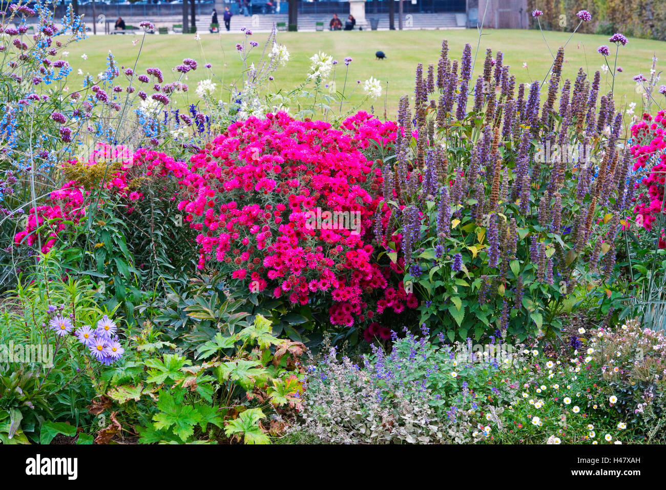 Argentinian Flora Stock Photos & Argentinian Flora Stock Images - Alamy