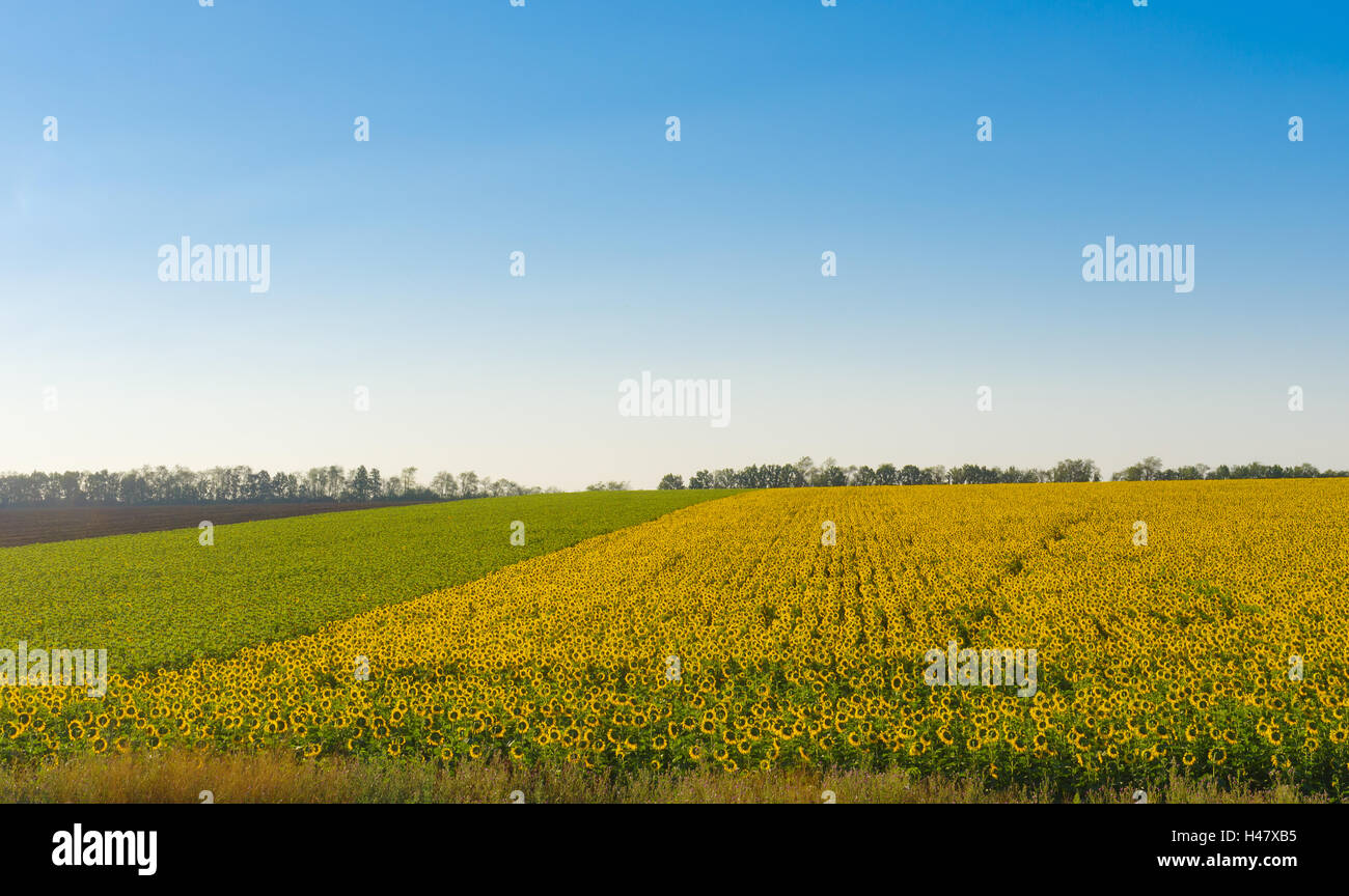 Ukraine sunflower fields hi-res stock photography and images - Alamy