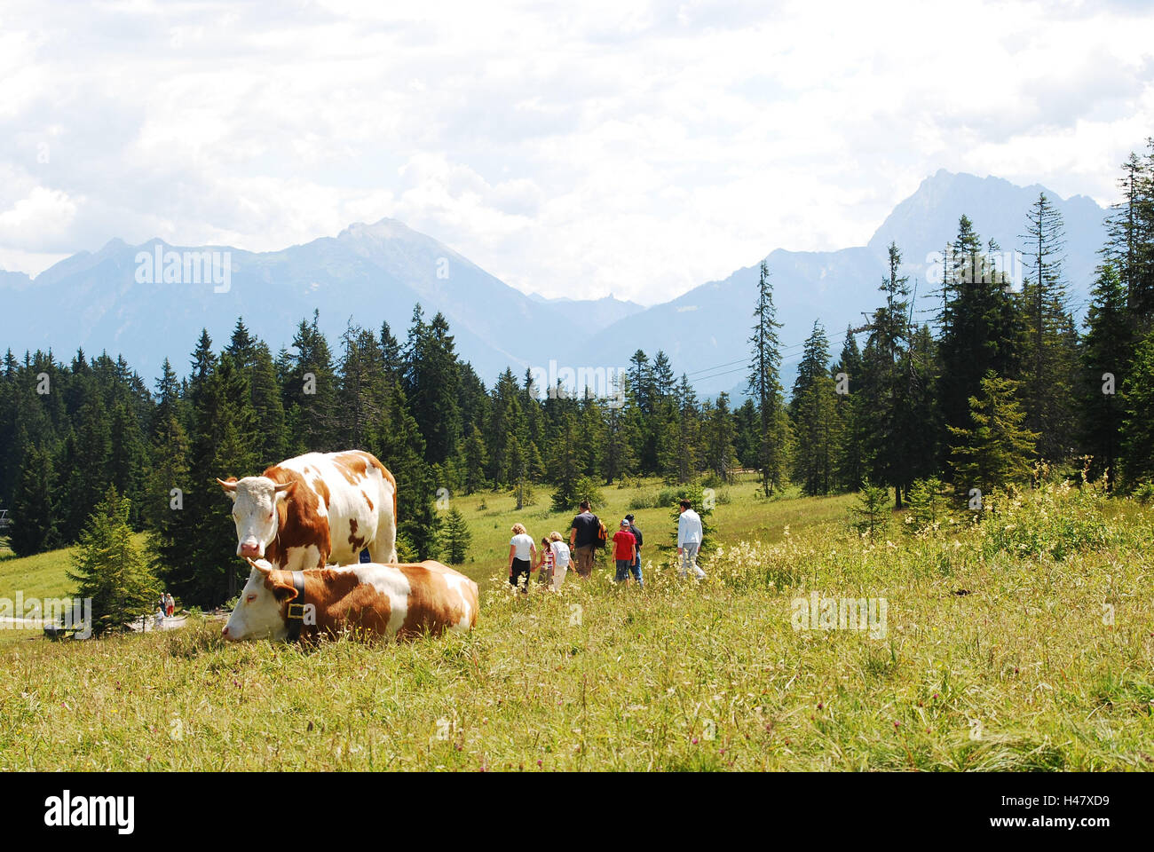 Germany, Bavaria, Garmisch-Partenkirchen, Hausberg, mountain pasture ...