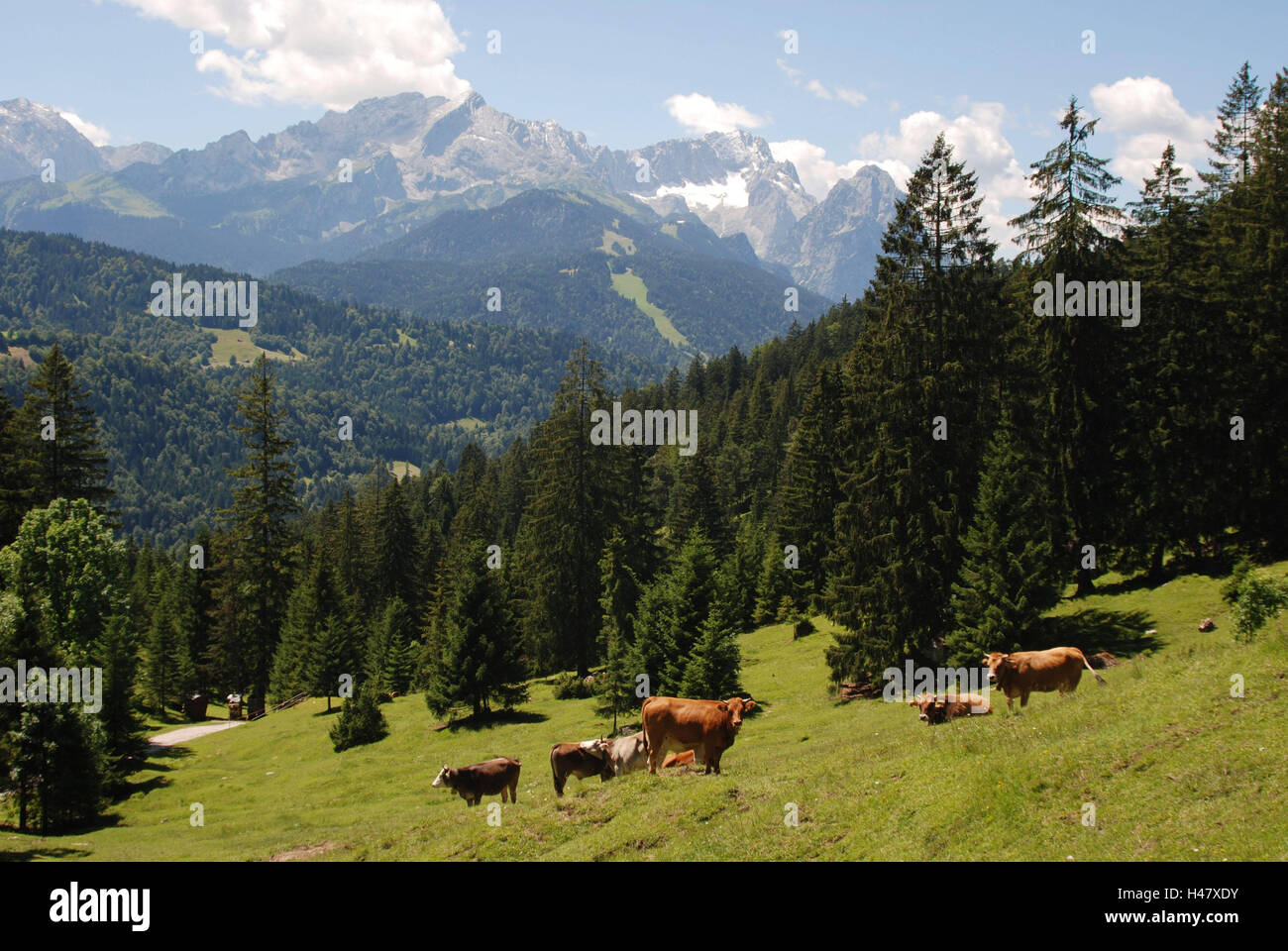 Germany, Bavaria, Garmisch-Partenkirchen, Staggering, Mountain pasture ...