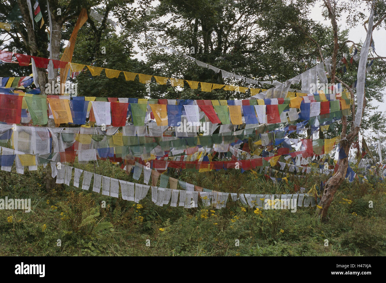 Bhutan, Paro, prayer flags, Asia, the Himalayas, kingdom, Westbhutan ...