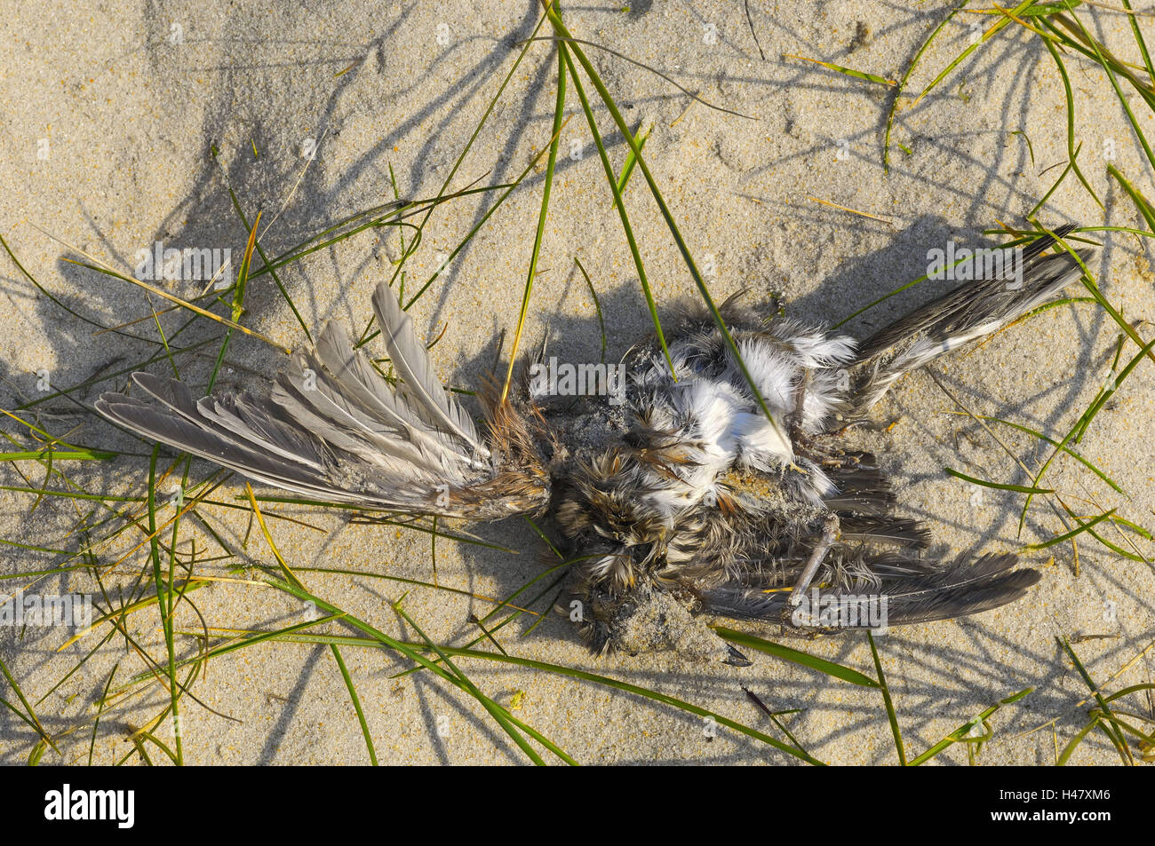 Deadly animals hi-res stock photography and images - Alamy