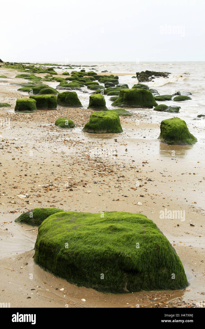 UK, Norfolk, Hunstanton, beach, rock, algae, England, sandy beach ...