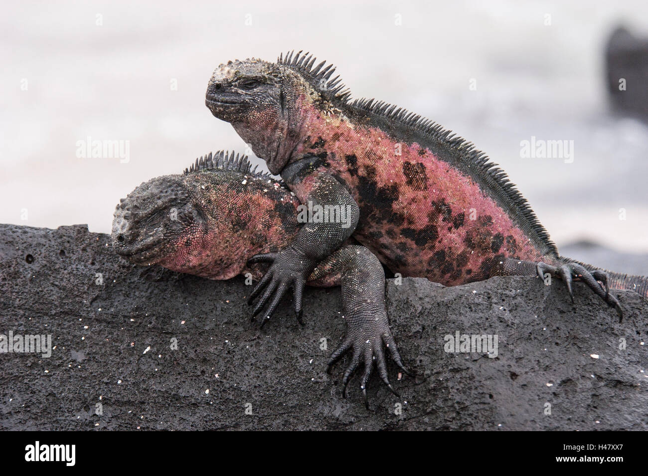 marine iguana (Amblyrhynchus cristatus) two adults fighting, on rock ...