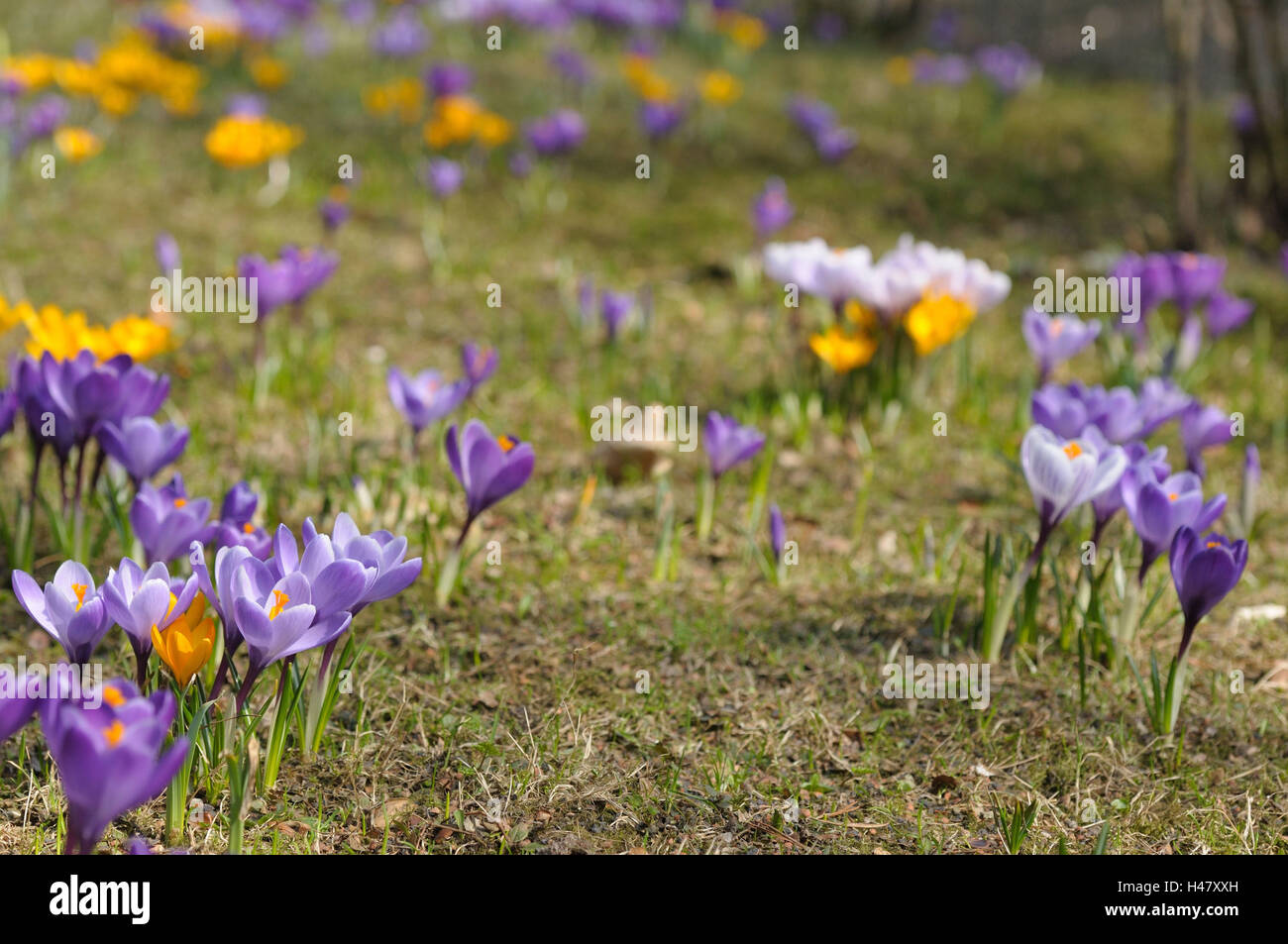 Crocuses, Crocus, meadow, blossom, park, Germany Stock Photo - Alamy