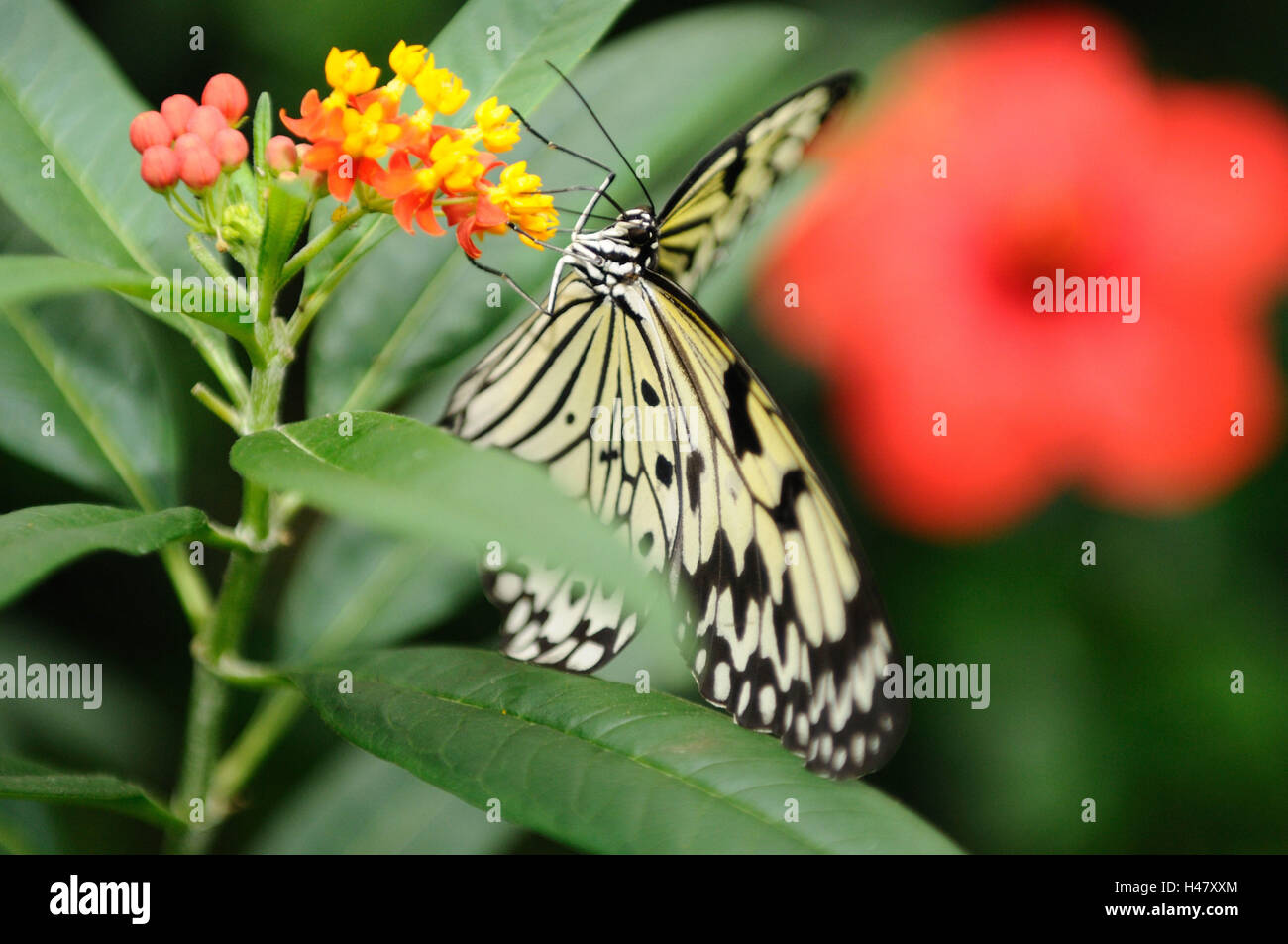 White tree nymph hi-res stock photography and images - Alamy