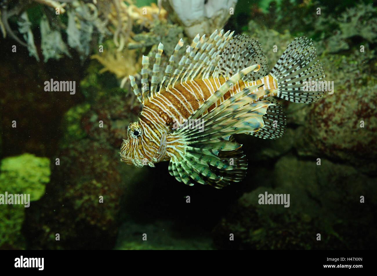 Red lionfish, Pterois volitans, side view, swimming Stock Photo - Alamy