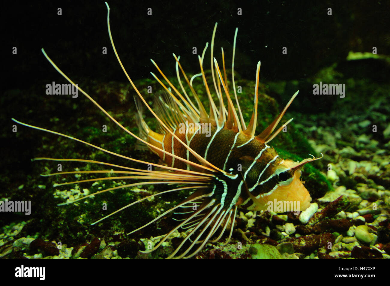 Antennata lionfish hi-res stock photography and images - Alamy