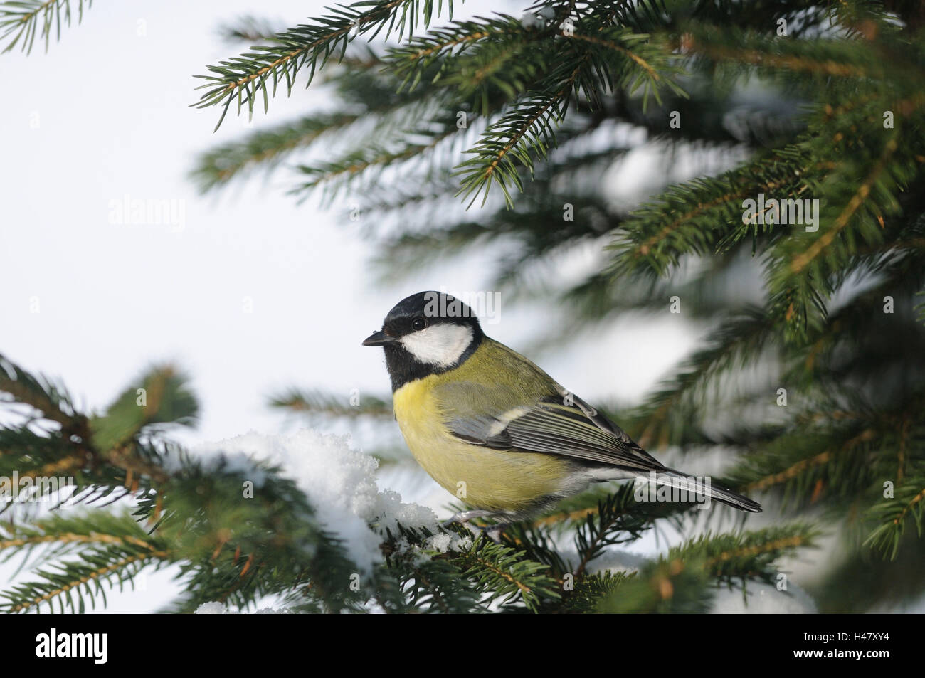 Great tit, Parus major, spruce branch, side view, sitting Stock Photo ...