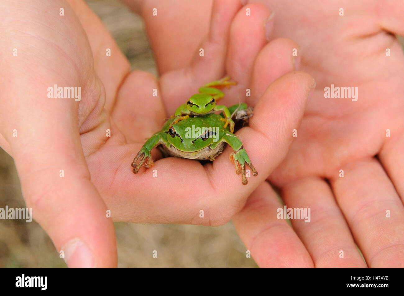 Baby green tree frog hi-res stock photography and images - Alamy