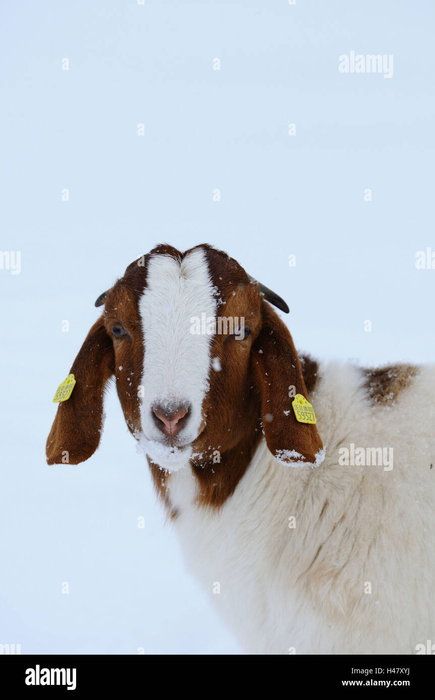 Boer goat, domestic goat, Capra aegagrus hircus, young animal, snow ...