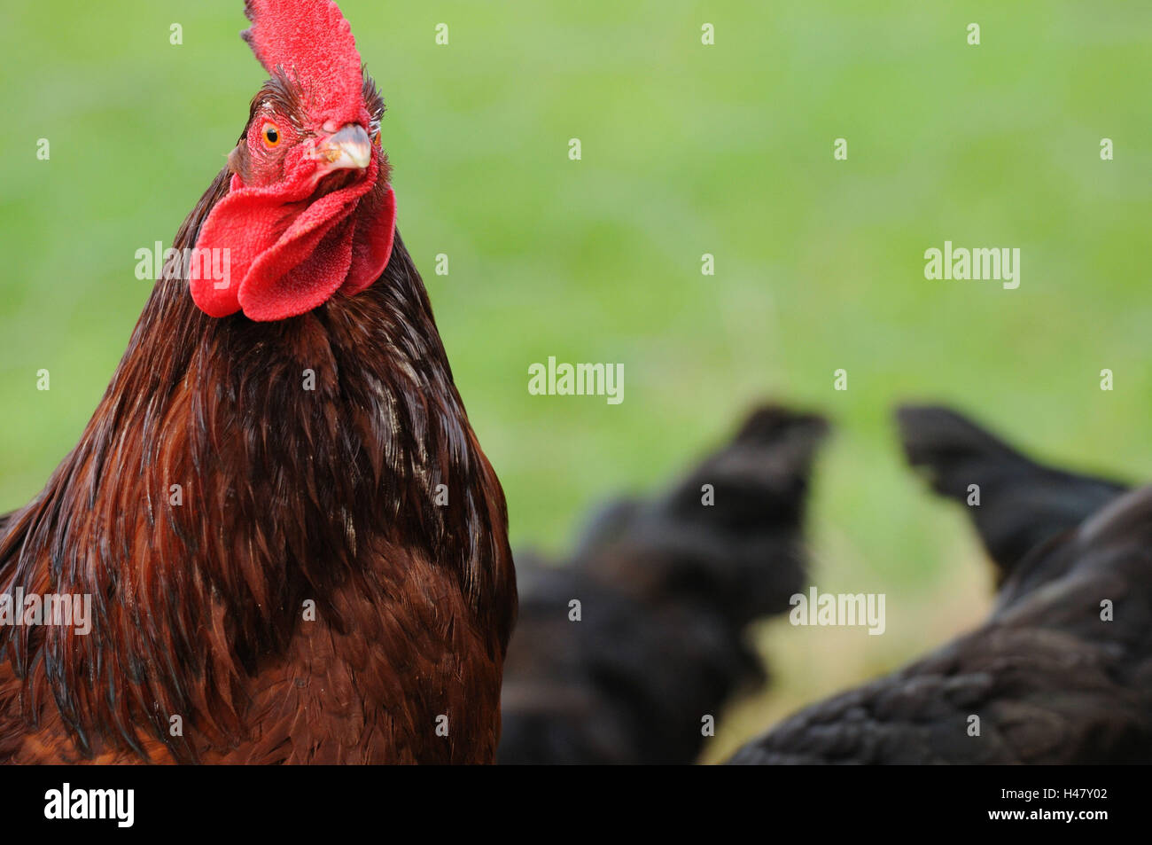 Chicken gallus gallus domesticus rooster hi-res stock photography and ...