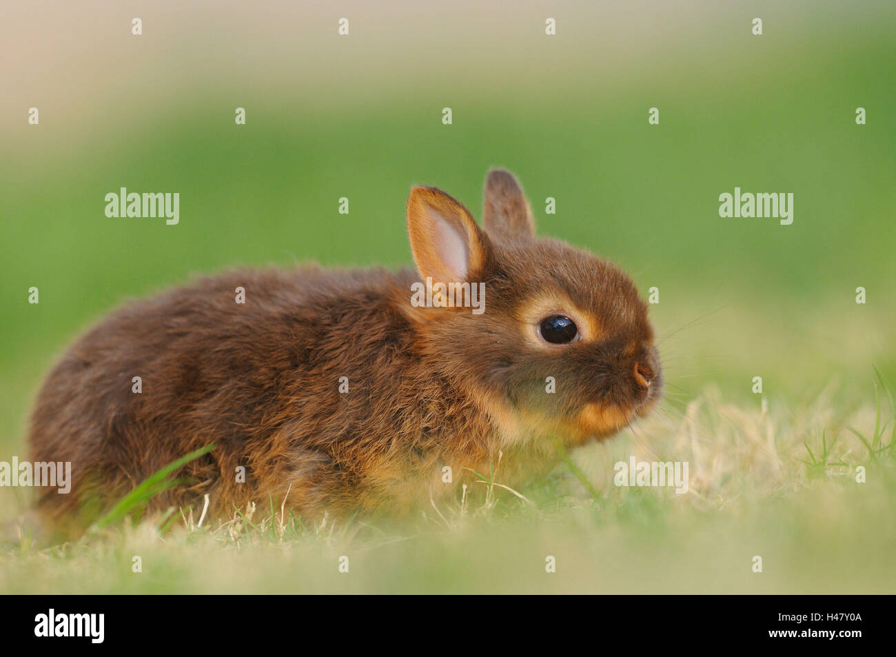 Colour dwarf 'blaze Havana', young animal, meadow, side view, crouch ...