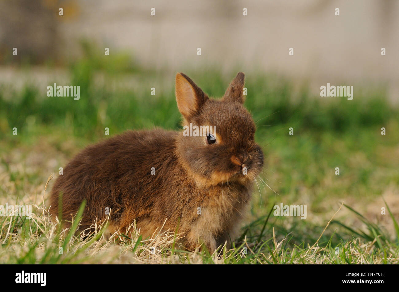 Colour dwarf 'blaze Havana', young animal, meadow, side view, sit, view ...