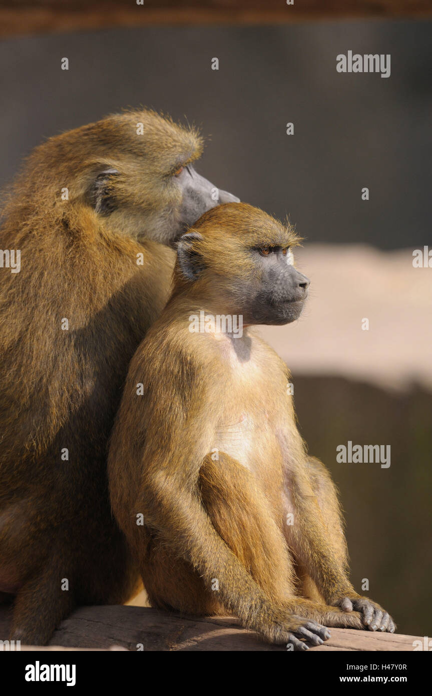 Guinea baboon, Papio papio, side view, sitting Stock Photo - Alamy