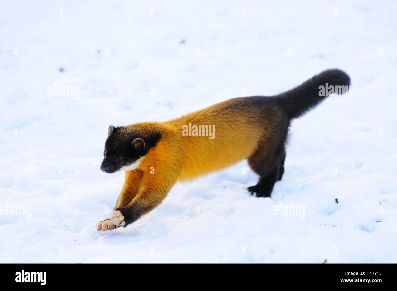 Yellow-throated marten, Martes flavigula, side view, running Stock ...