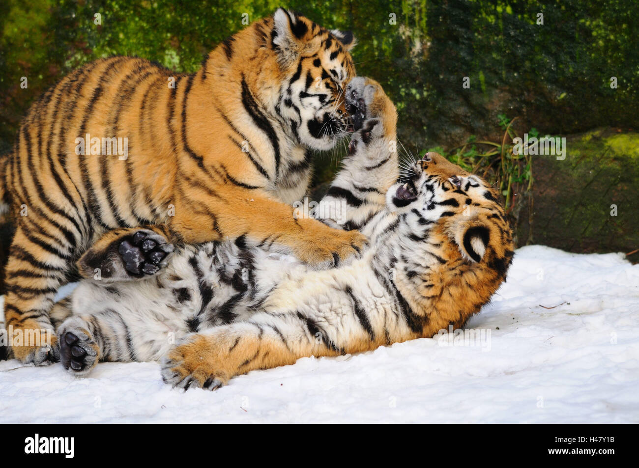 Siberian tigers, Panthera tigris altaica, young animals, side view ...