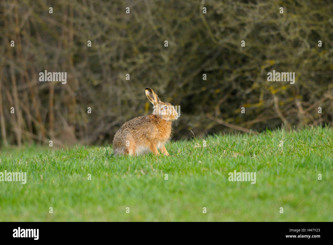 Field hare, Lepus europaeus, meadow, side view, sit Stock Photo - Alamy