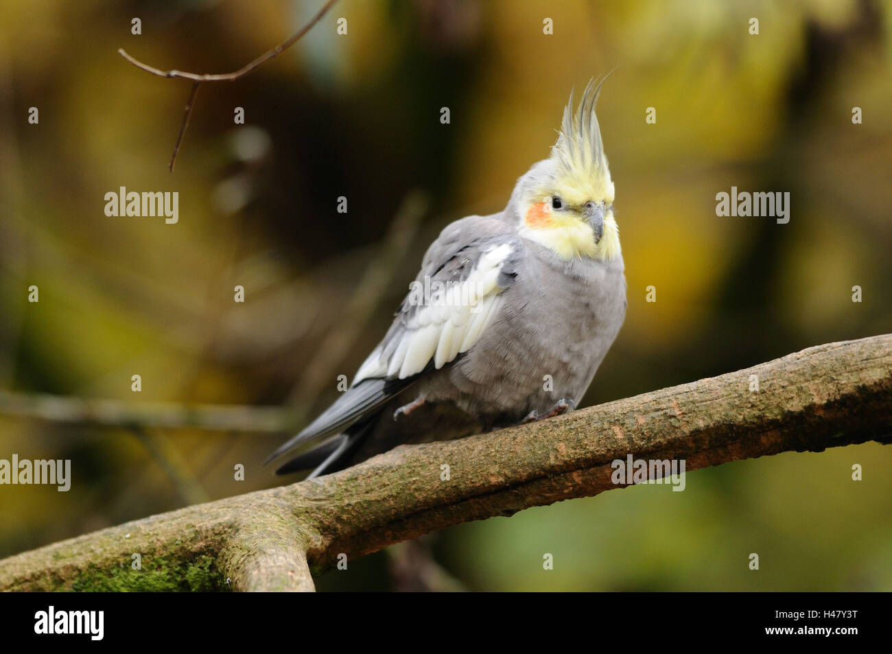 Cockatiel, Nymphicus hollandicus, branch, side view, standing, looking ...