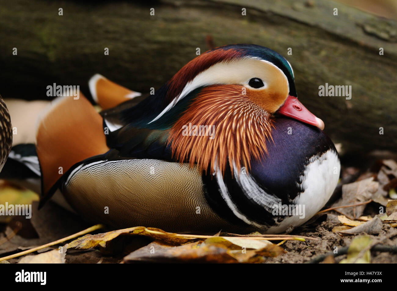Foreground male mandarin duck hi-res stock photography and images - Alamy