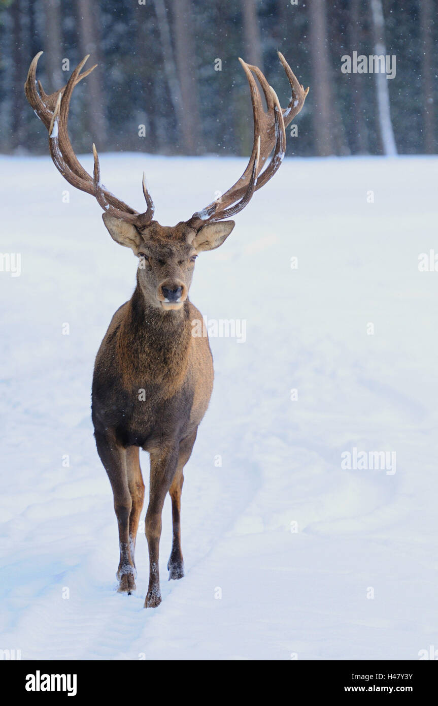 Red deer, Cervus elaphus, male, front view, standing, looking at camera ...