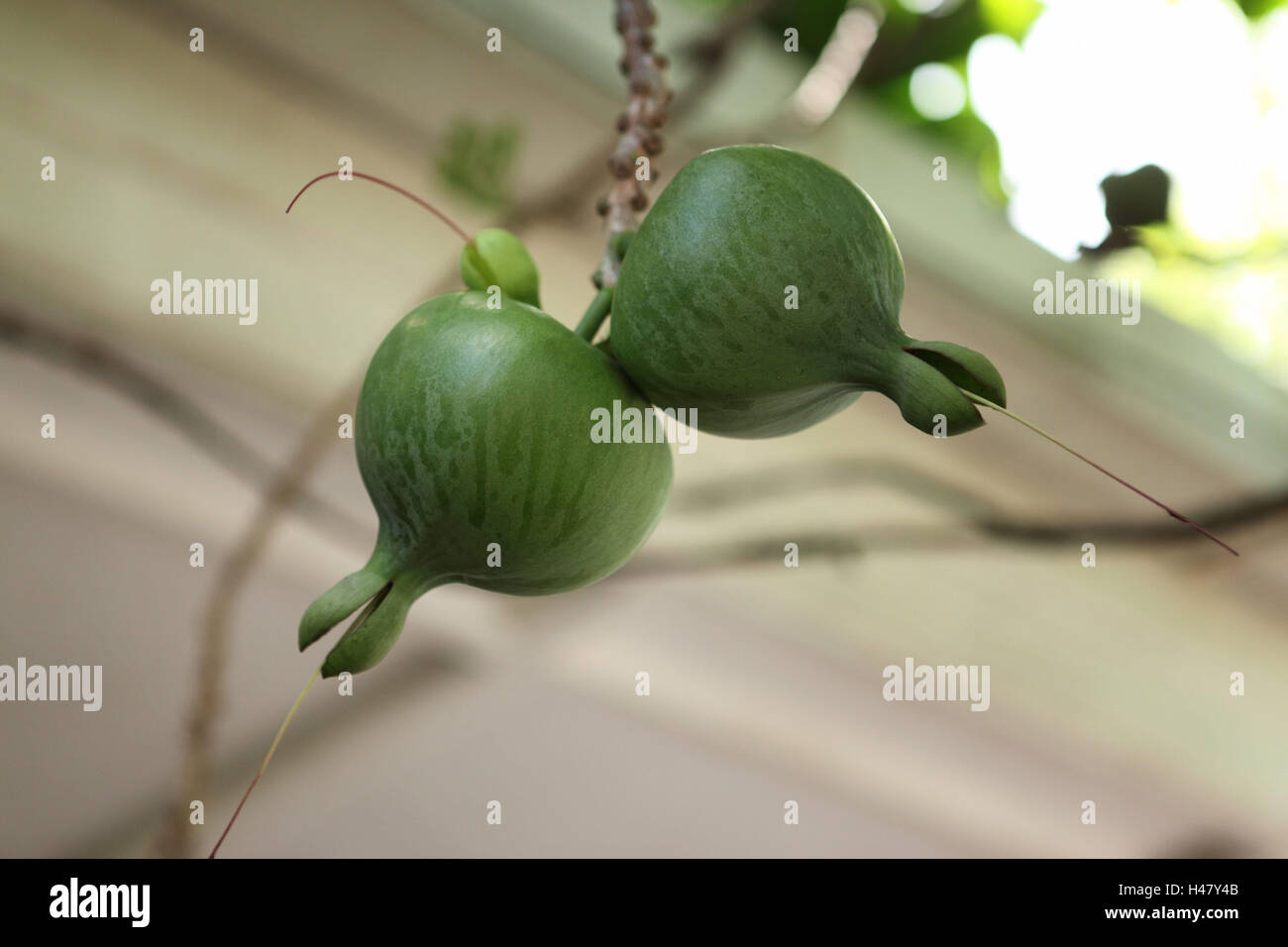 The Seychelles, La Digue, pot fruit tree plant, 'Fish Poison Tree ...