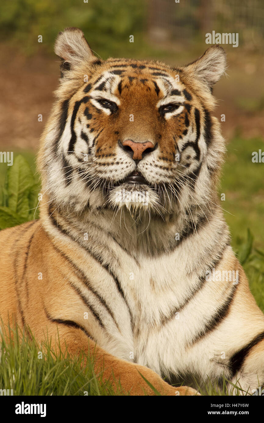 Simi at the Isle of Wight zoo Stock Photo - Alamy