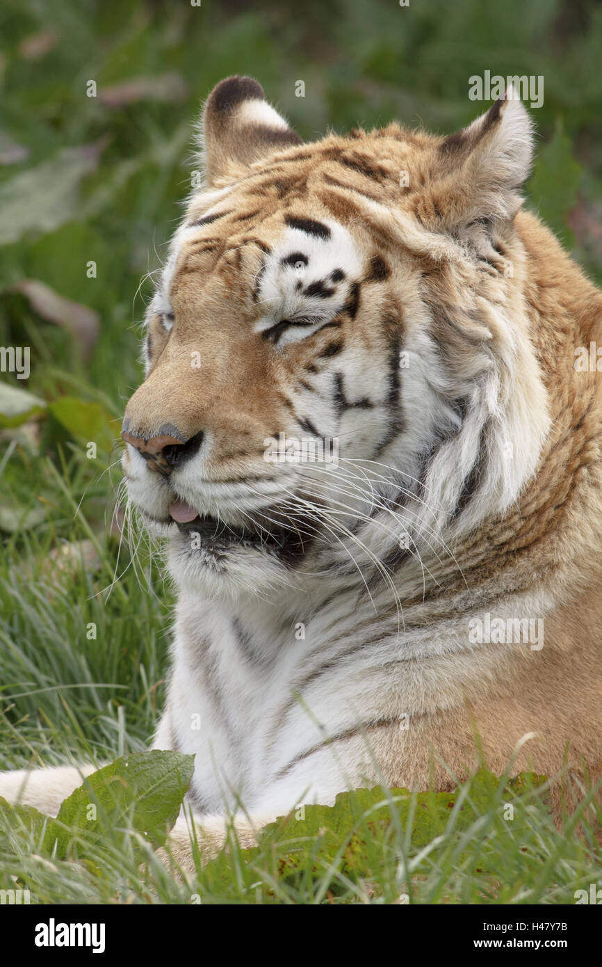 Isle of wight tiger hi-res stock photography and images - Alamy