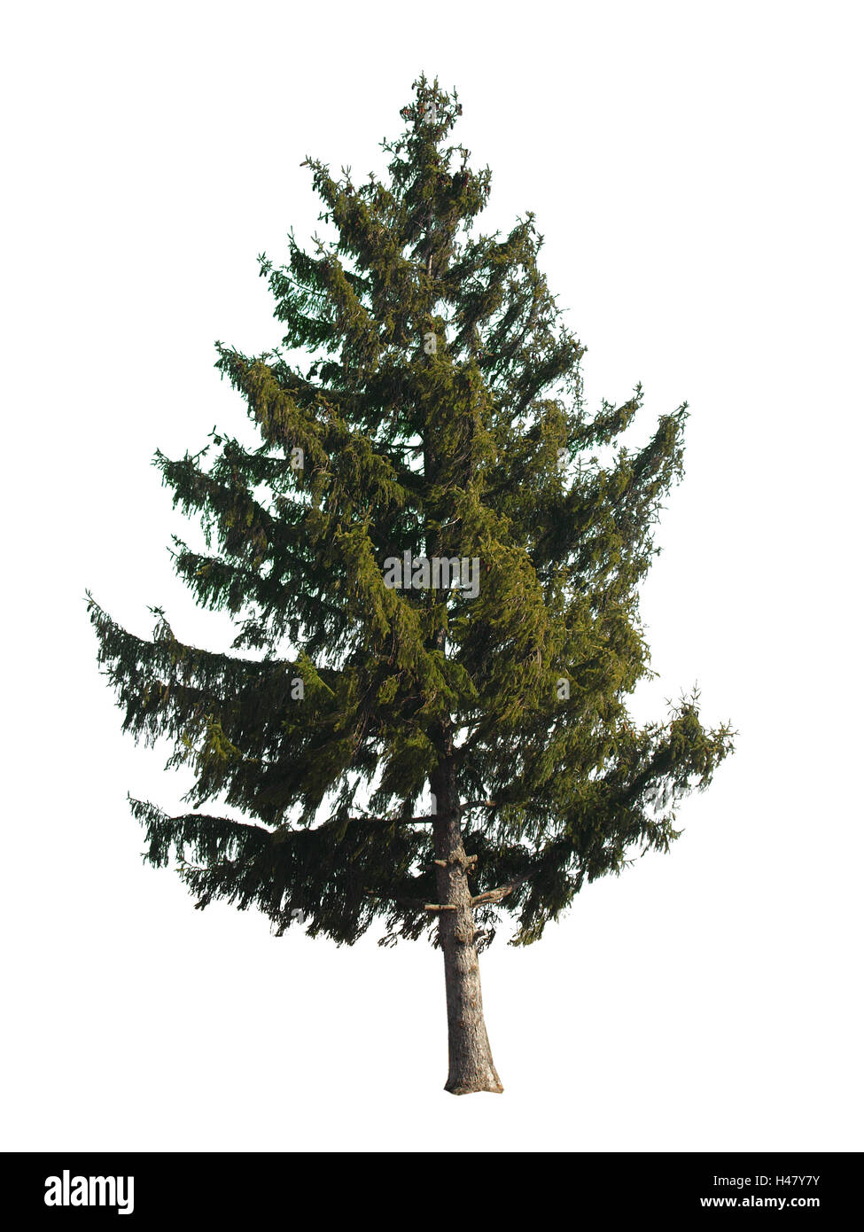 Tanumbaum hi-res stock photography and images - Alamy