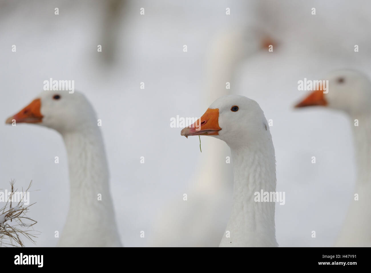 House geese, portrait, winter, side view, stand Stock Photo - Alamy