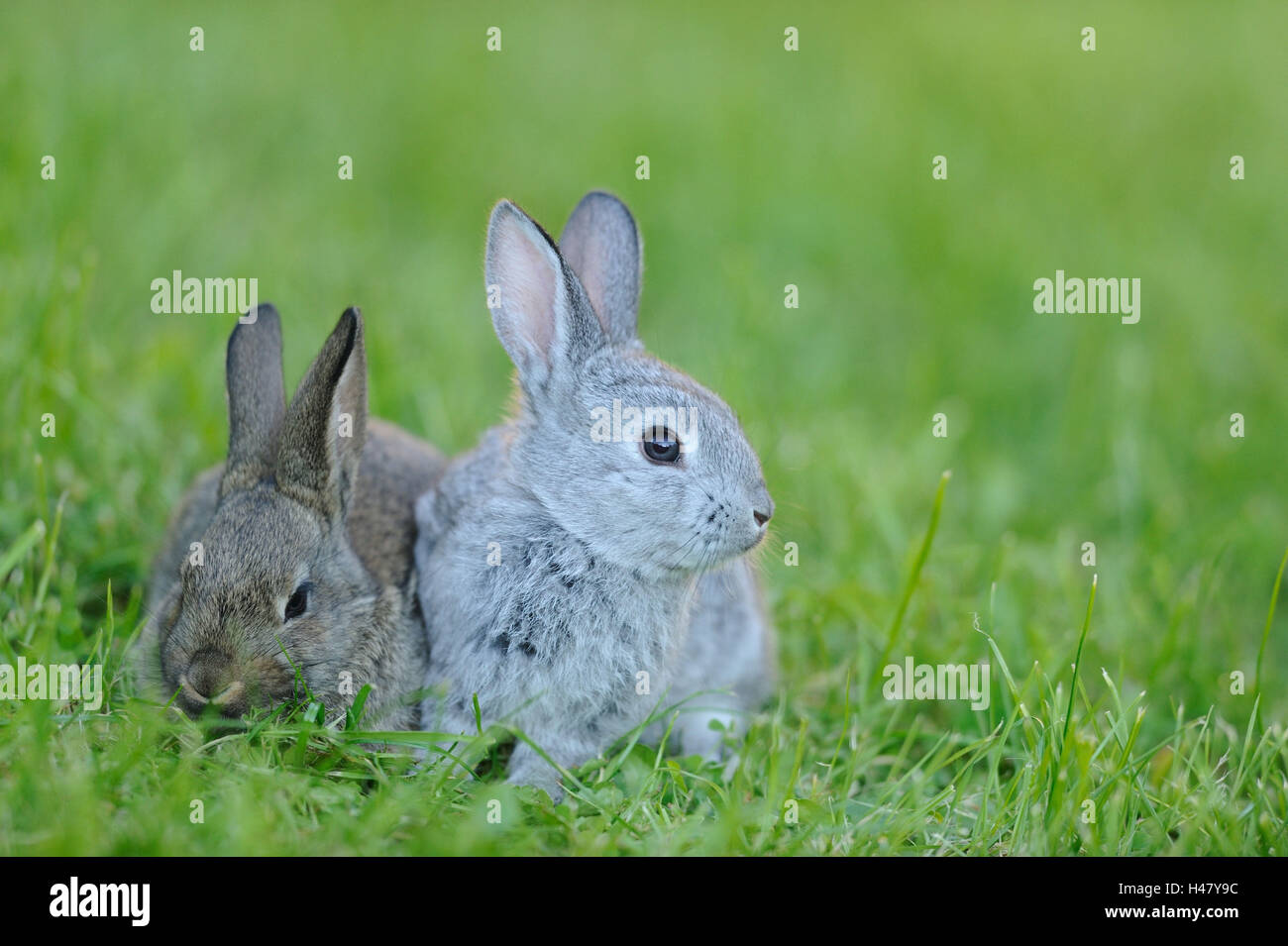 Domestic rabbits, young animals, meadow, front view, sitting Stock ...