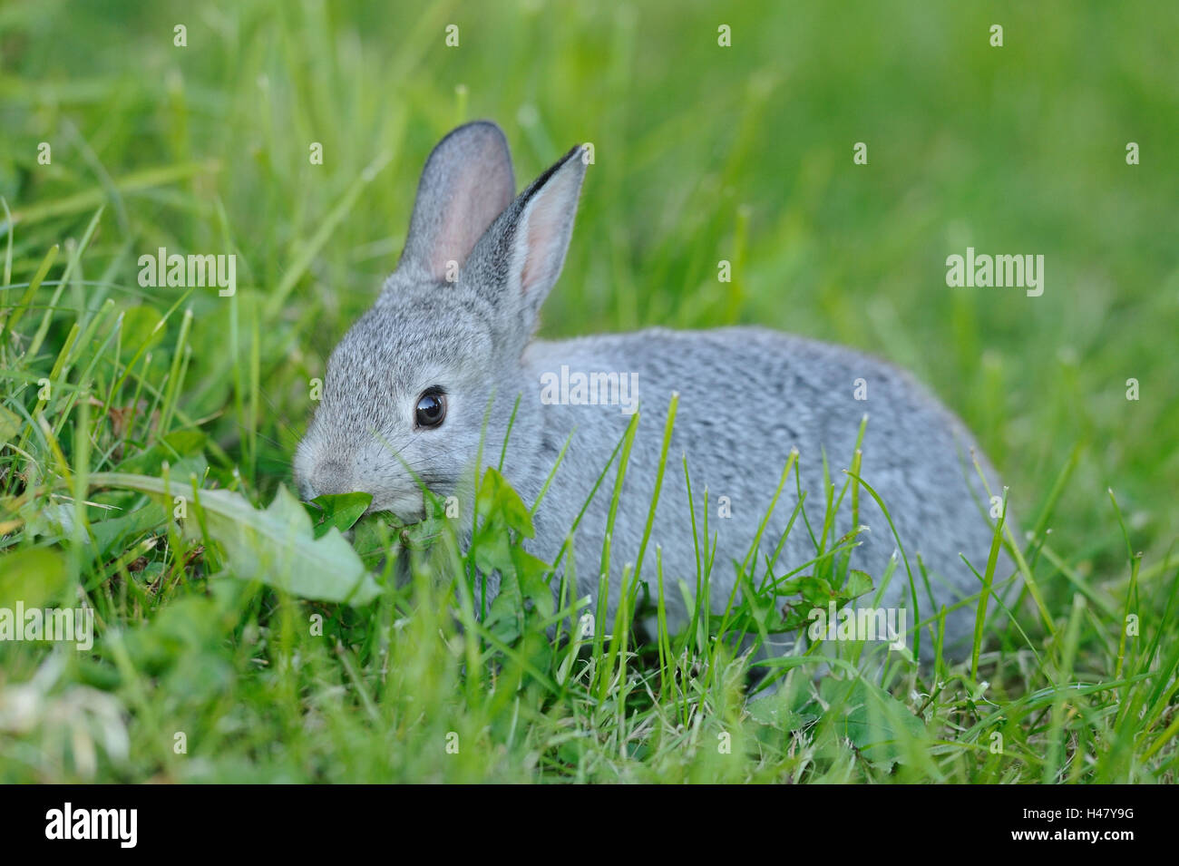 Domestic rabbit, young animal, meadow, side view, sitting Stock Photo ...