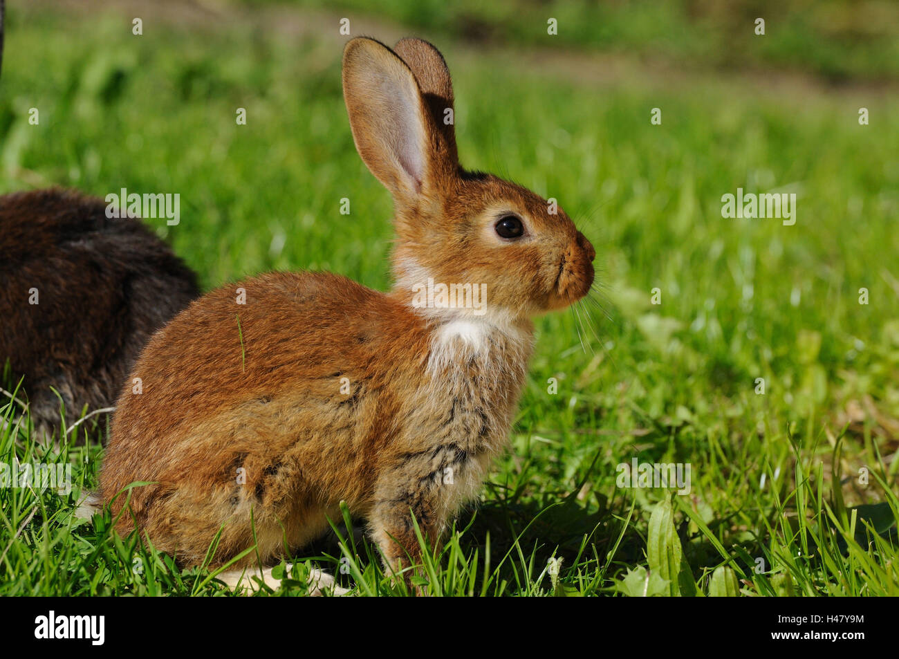 Rabbit side view hi-res stock photography and images - Alamy