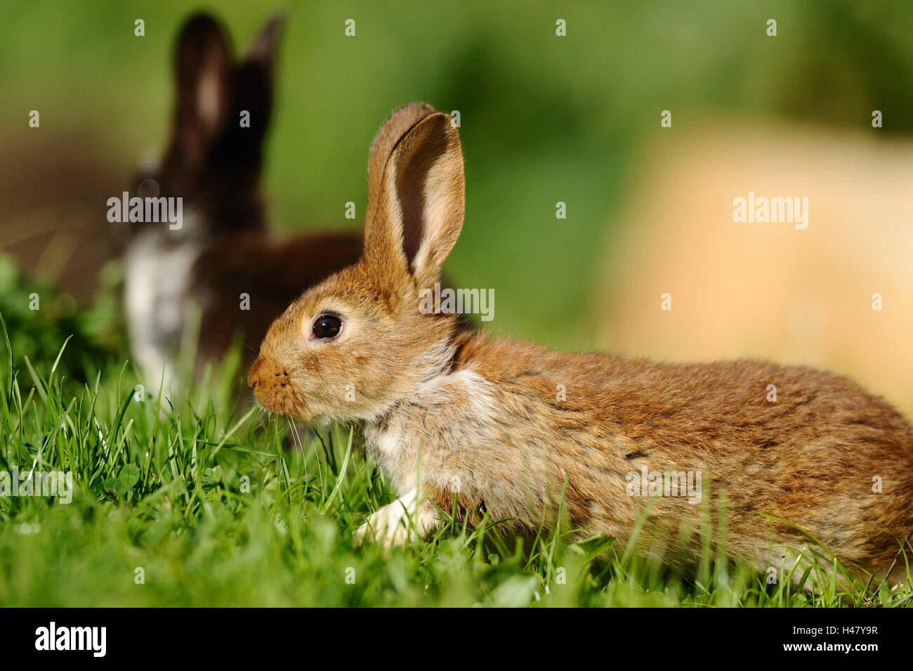 Tan Rabbits High Resolution Stock Photography and Images - Alamy