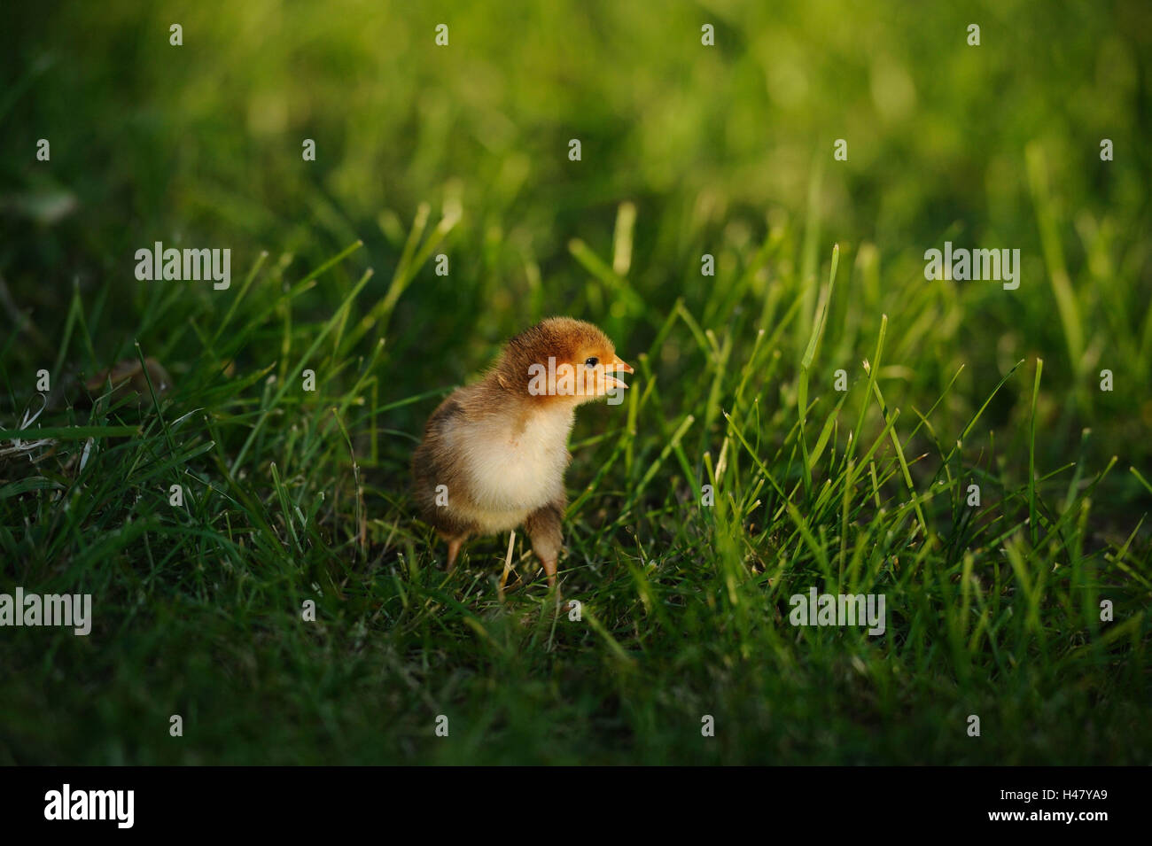 Chicken, Gallus gallus domesticus, chick, front view, standing, meadow ...