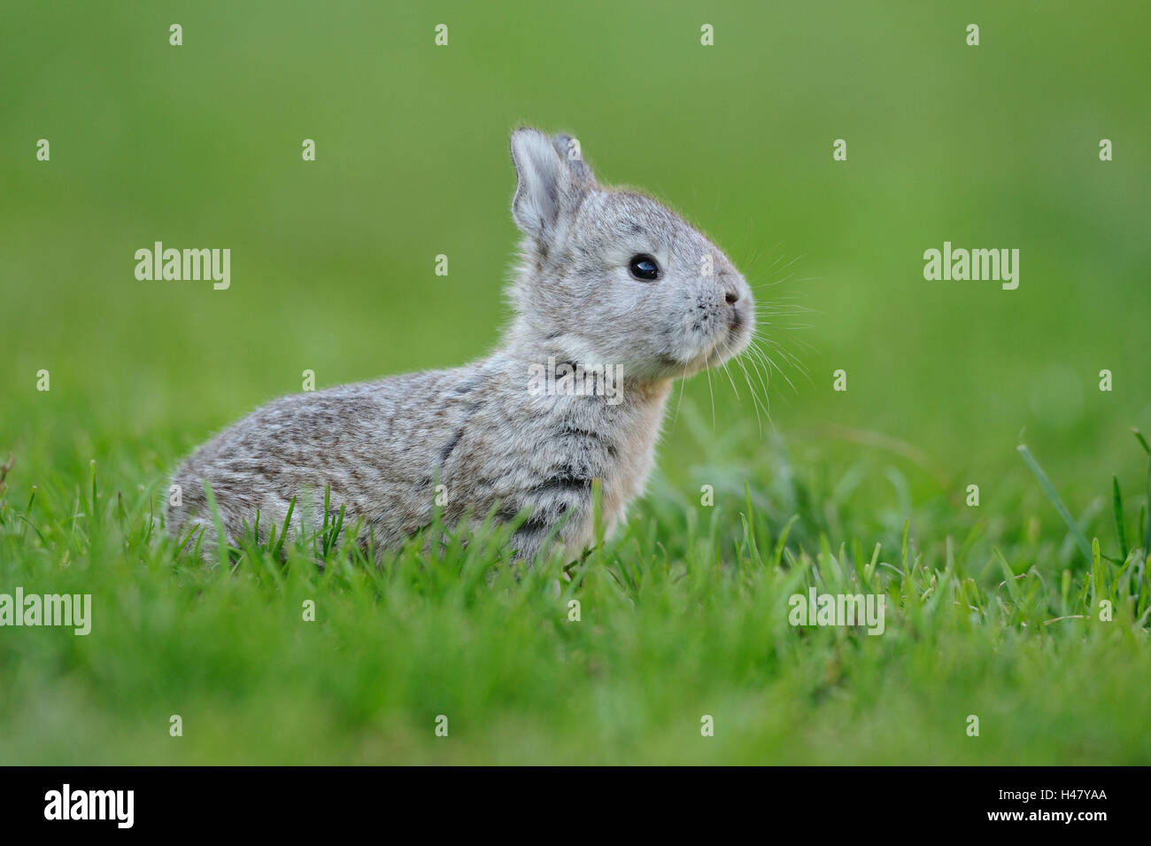 Domestic rabbit, young animal, meadow, side view, sitting Stock Photo ...