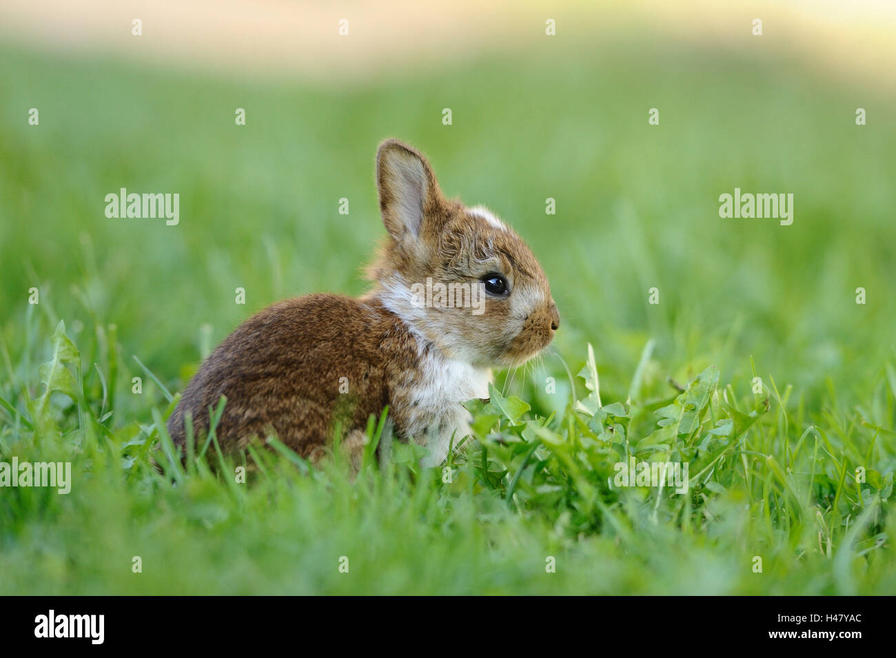 Domestic rabbit, young animal, meadow, side view, sitting Stock Photo ...