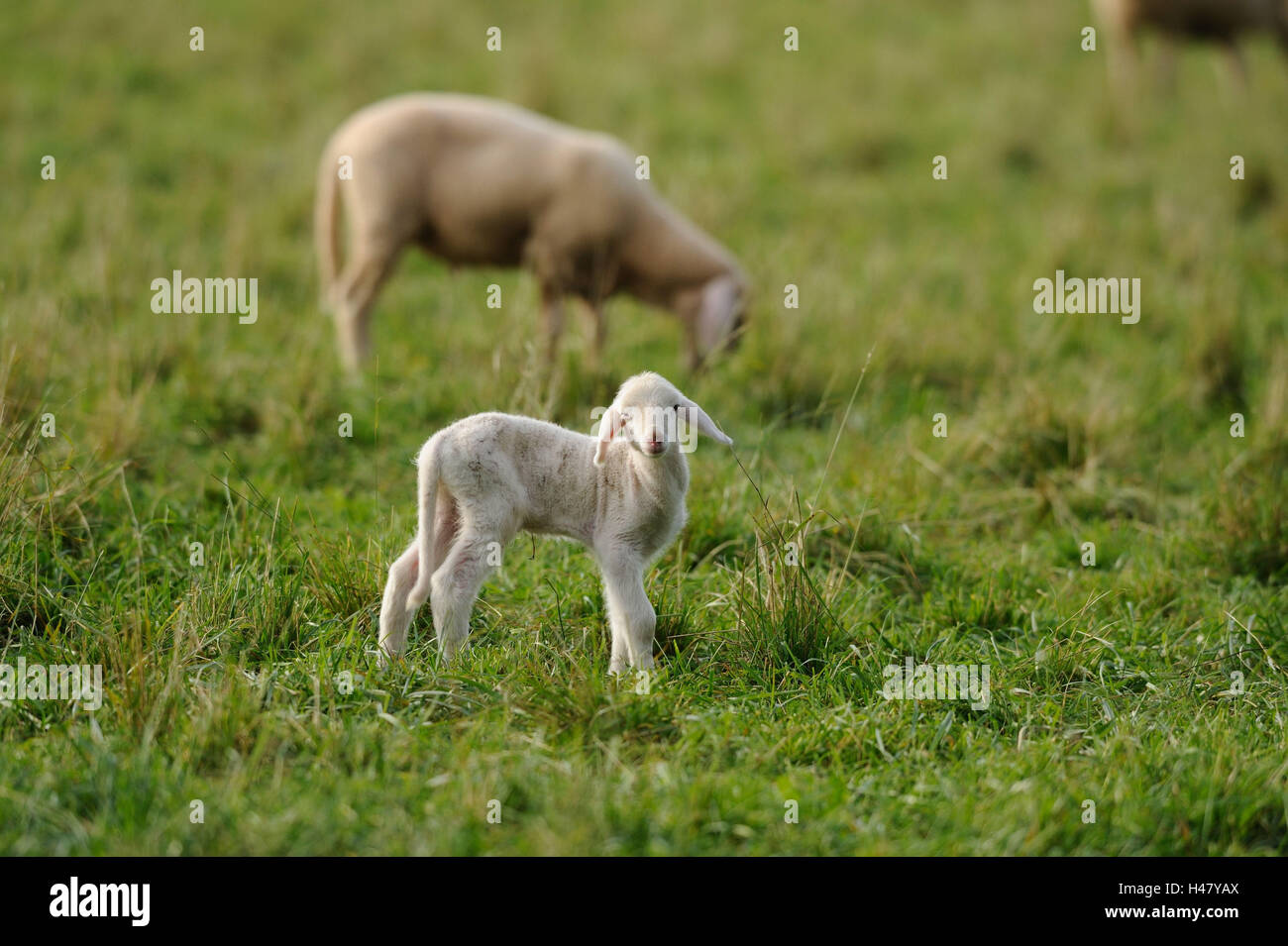 Domestic sheep, Ovis orientalis aries, lamb, side view, standing, looking at camera Stock Photo ...
