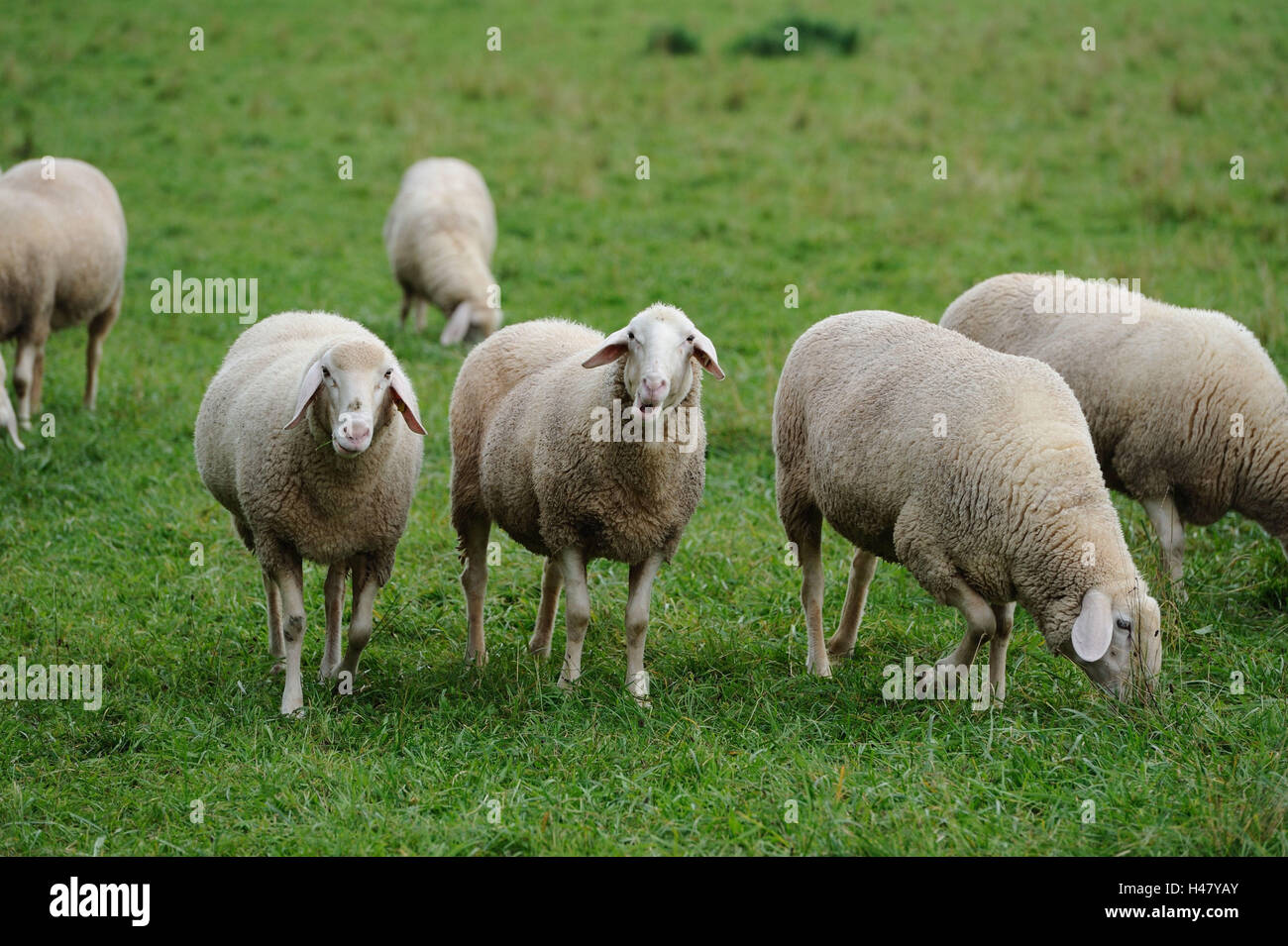 Domestic sheep, Ovis orientalis aries, front view, standing, looking at ...