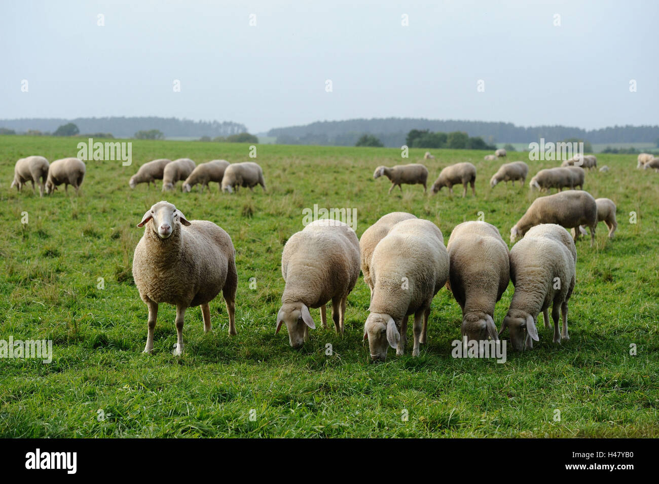 Domestic sheep, Ovis orientalis aries, front view, standing, Looking at ...