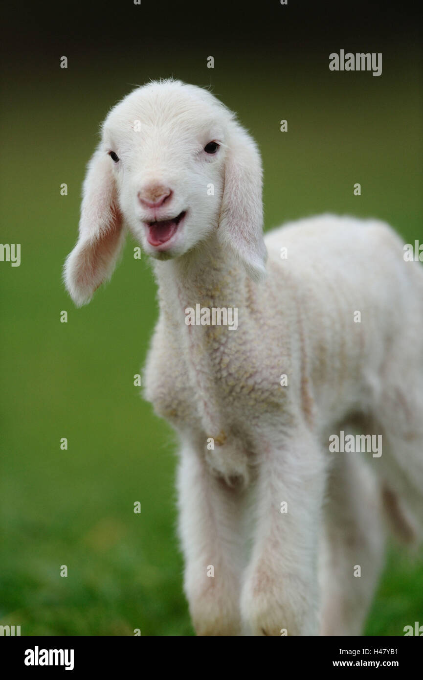 Domestic sheep, Ovis orientalis aries, lamb, head-on, standing, shout ...