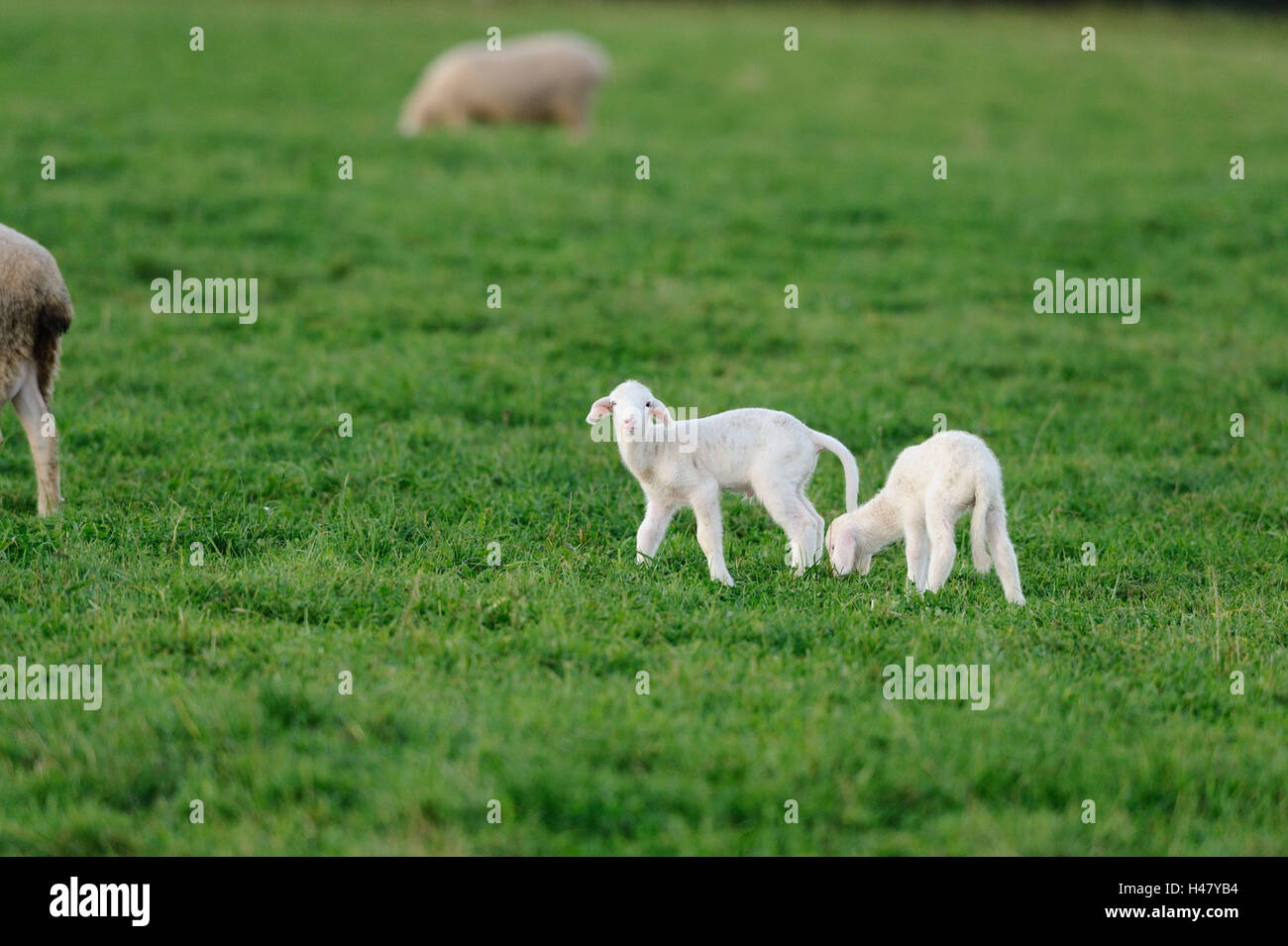 Domestic sheep, Ovis orientalis aries, lambs, side view, standing ...