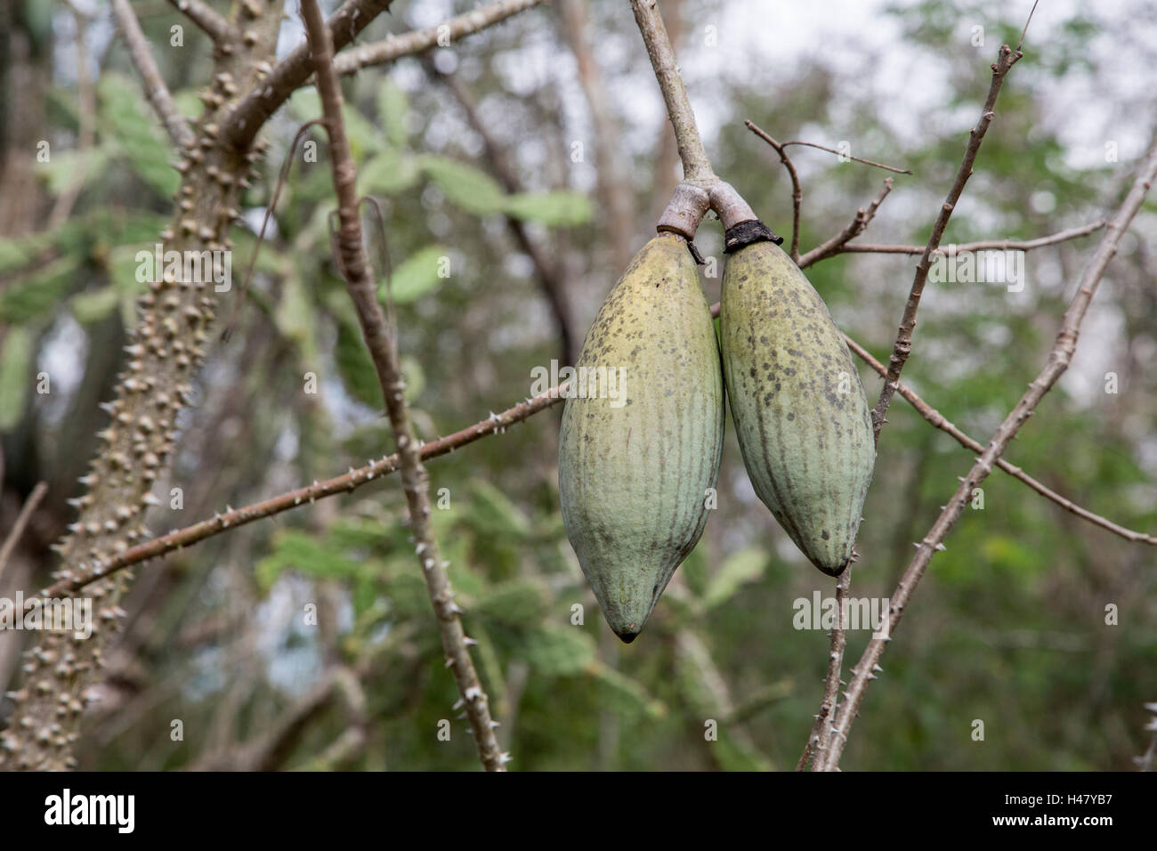 kapok tree (Ceiba pentandra) growing in forest showing seed pod, Mexico ...