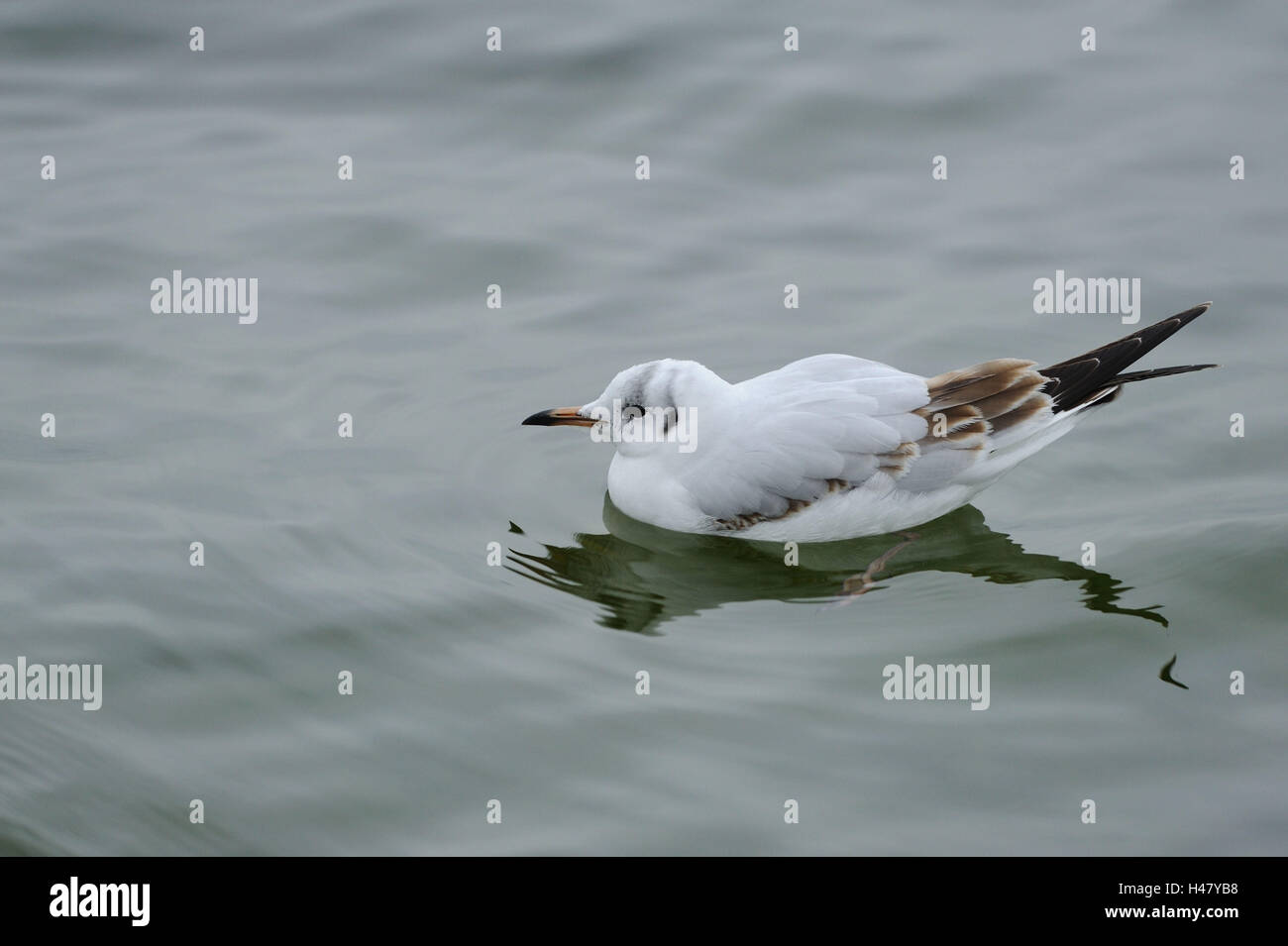 Chiem lake swim hi-res stock photography and images - Alamy