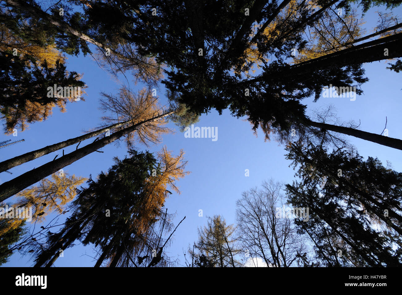 Tree top, trees, wood, state wood, Franconia, Bavaria Stock Photo - Alamy
