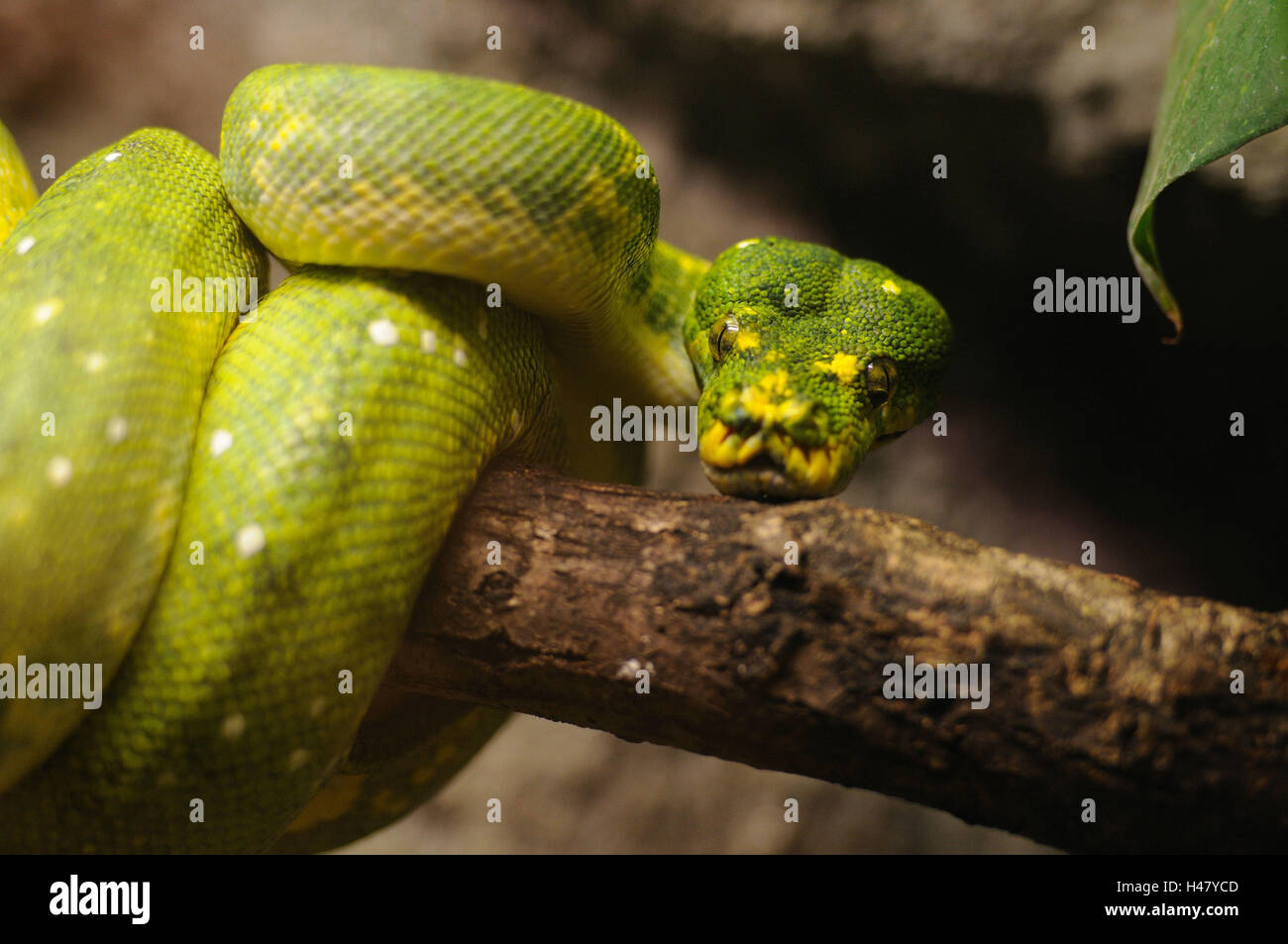 Morelia boa hi-res stock photography and images - Alamy