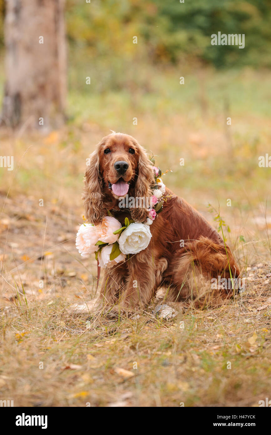 Cocker spaniel flowers hi-res stock photography and images - Alamy