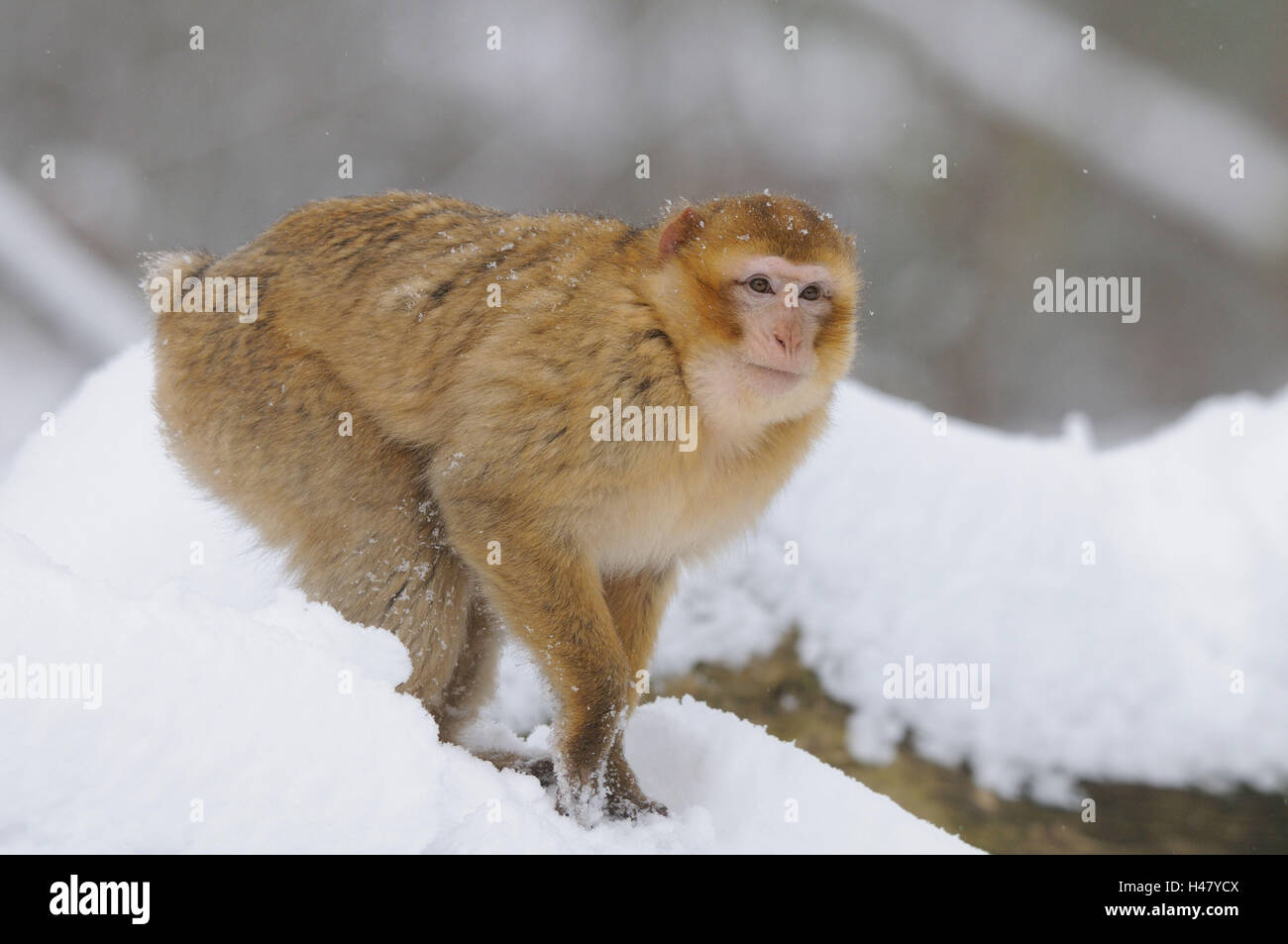 Barbary macaque, Macaca sylvanus, winter, snow, side view, standing ...