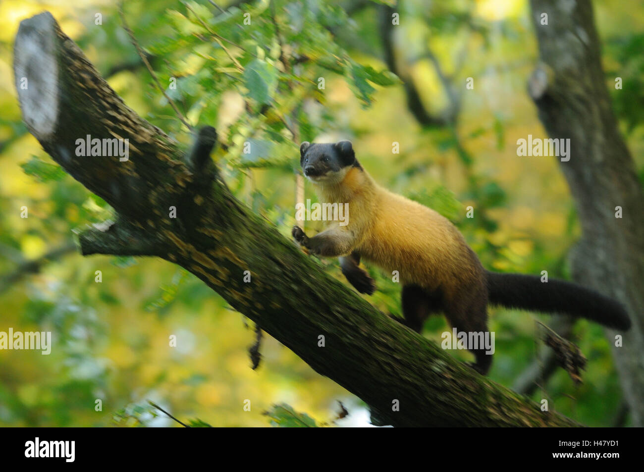 Yellow-throated marten, Martes flavigula, branch, side view, running ...